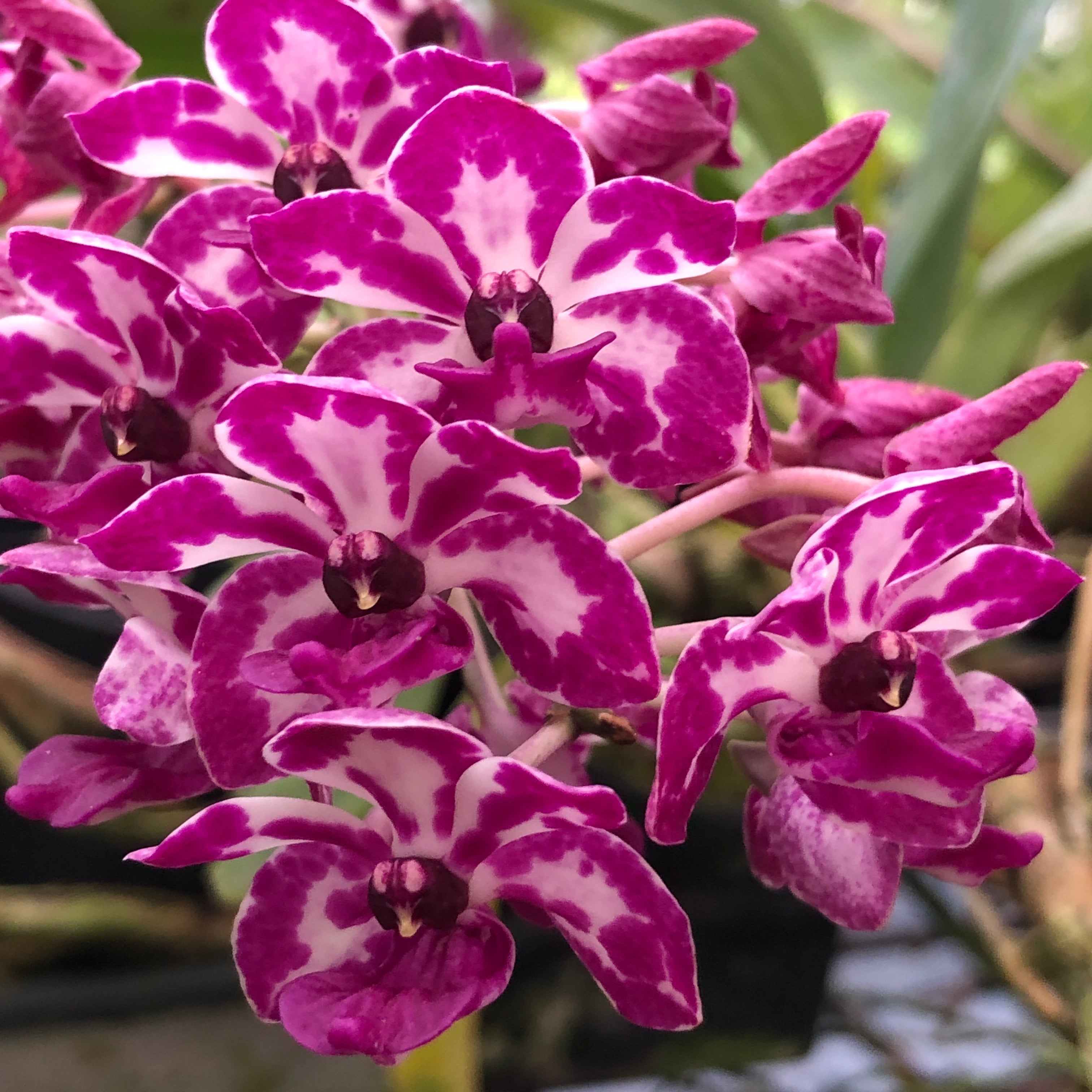 Rhynchostylis gigantea – Kaleialoha Orchid Farm Inc.